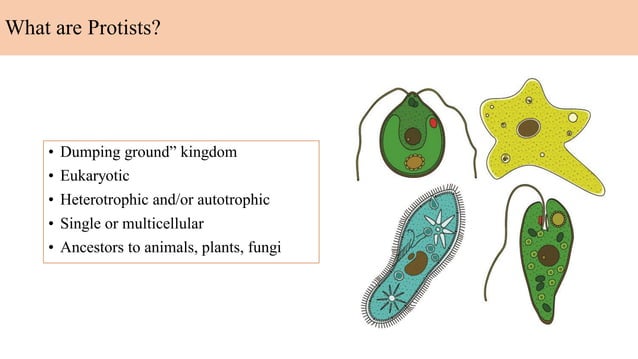 Lecture 1 2 protists | PPT