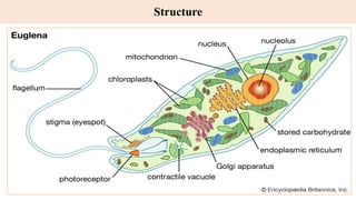 Lecture 1 2 protists | PPT