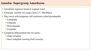 Lecture 1 2 protists | PDF