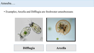 Lecture 1 2 protists | PPT