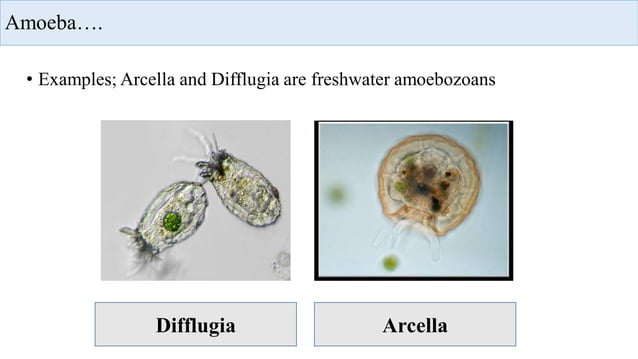 Lecture 1 2 protists | PPT