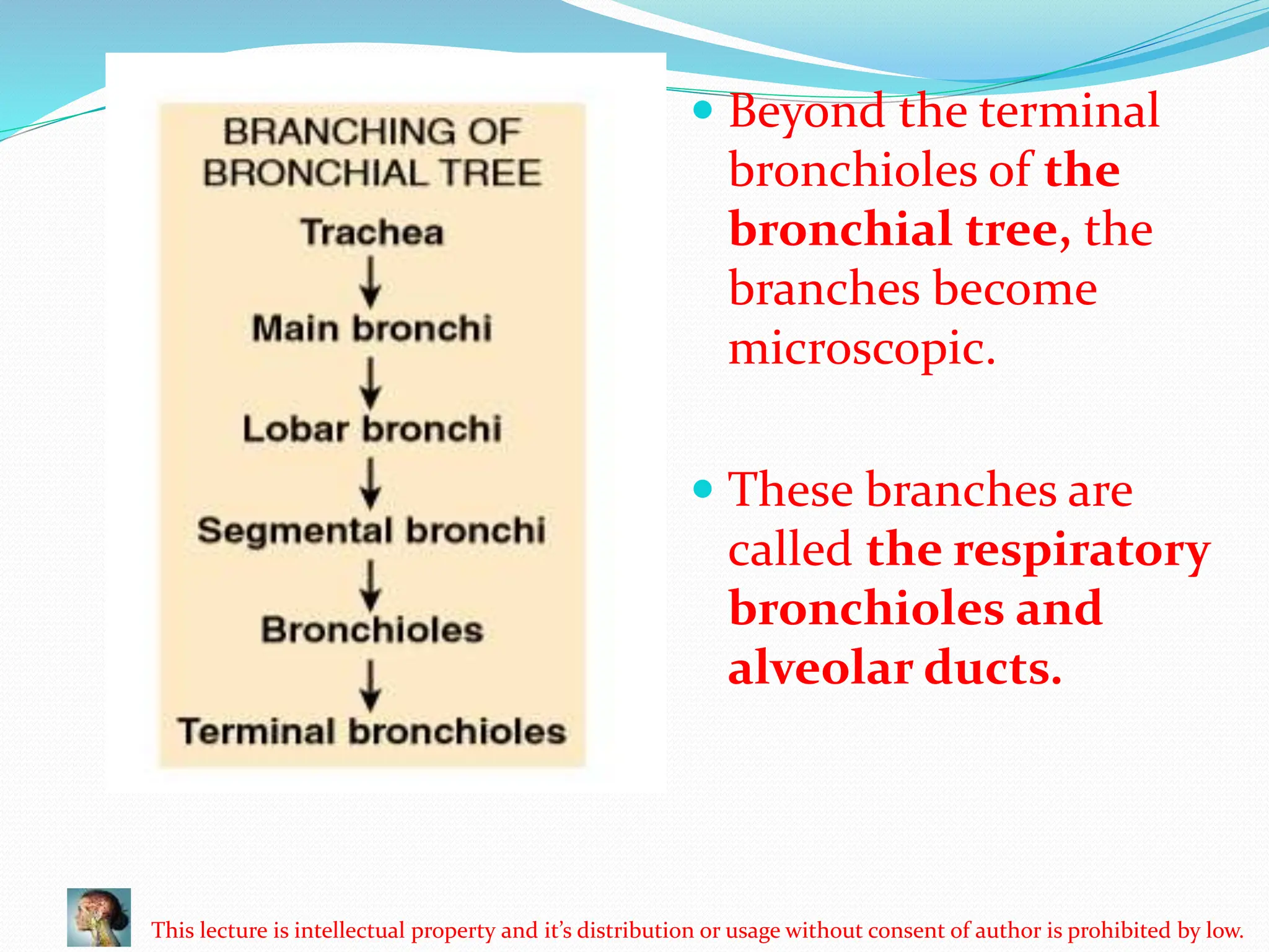Anatomy of respiration system bronchioles | PPTX