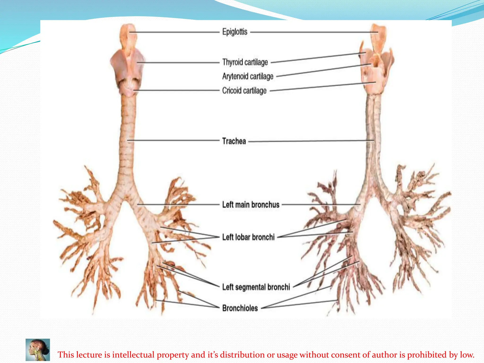 Anatomy of respiration system bronchioles | PPTX