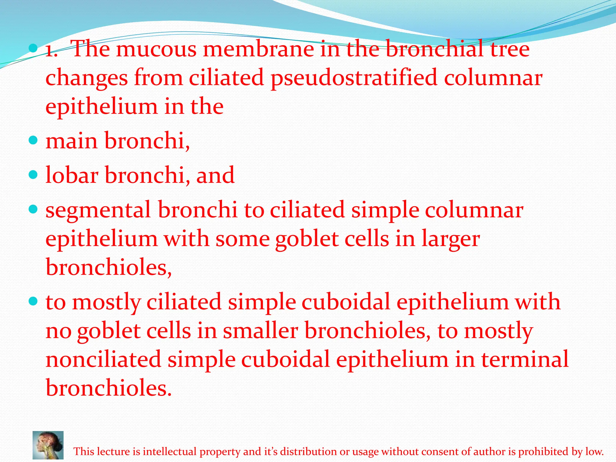 Anatomy of respiration system bronchioles | PPTX