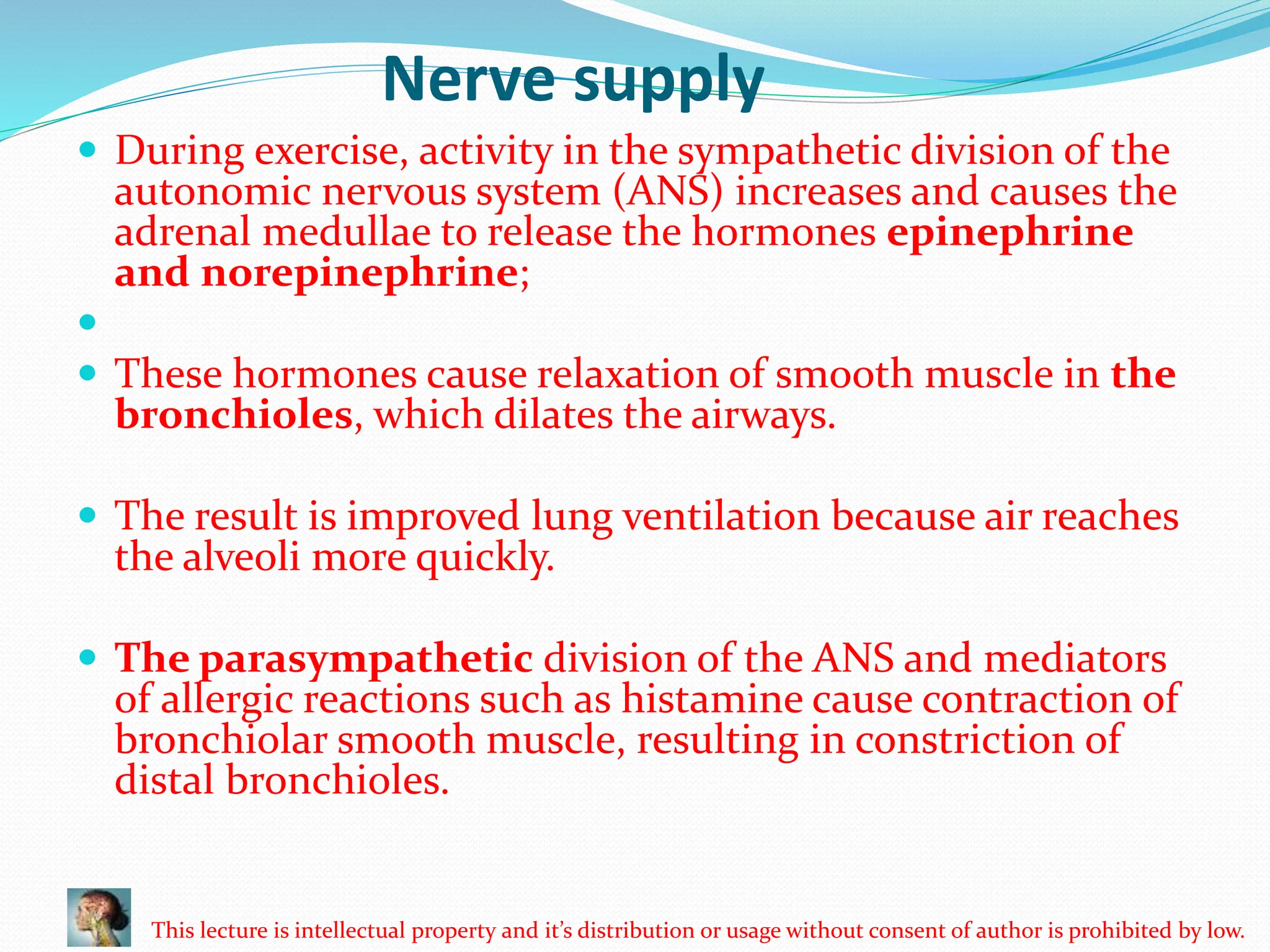 Anatomy of respiration system bronchioles | PPTX