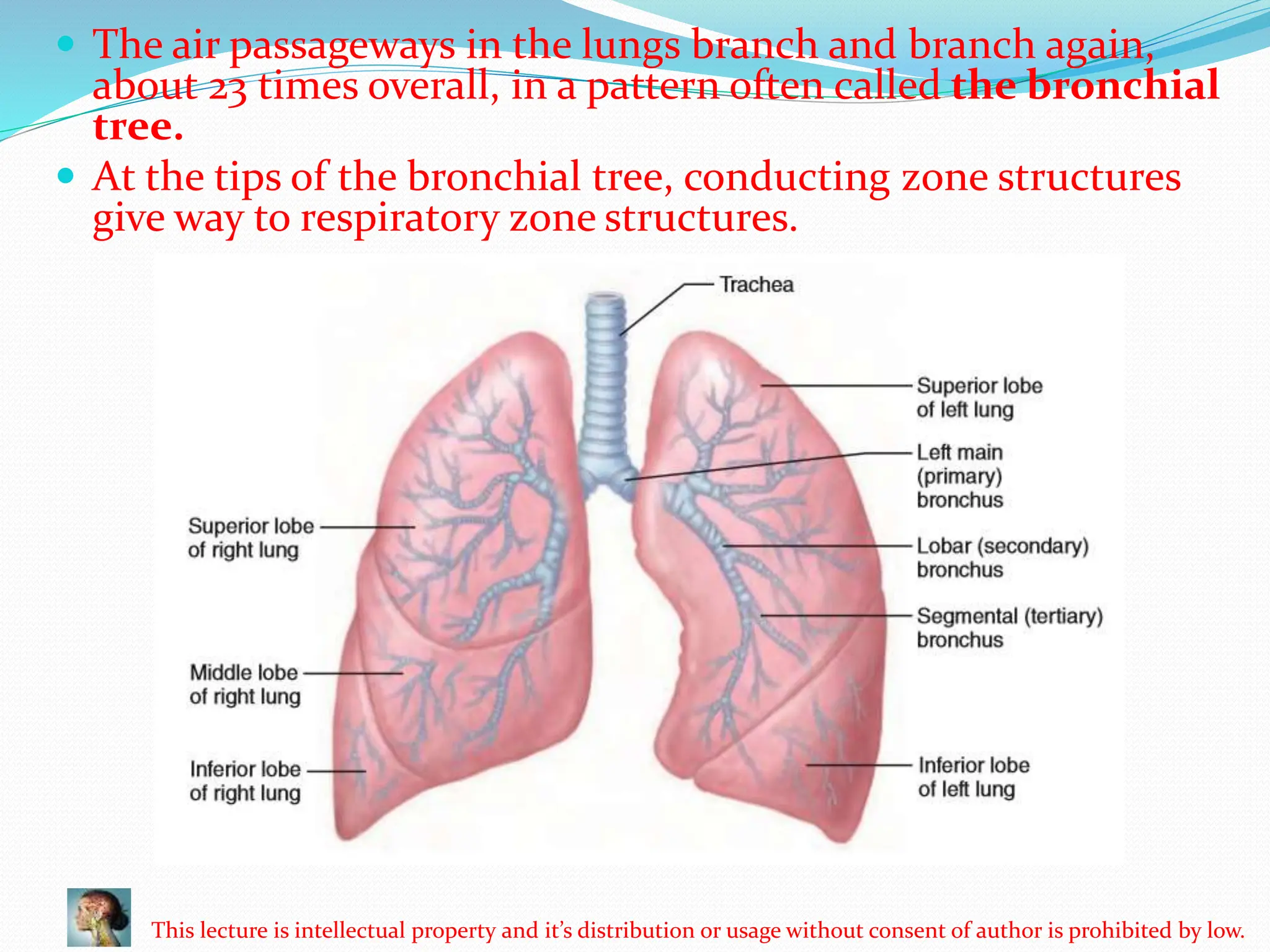 Anatomy of respiration system bronchioles | PPTX
