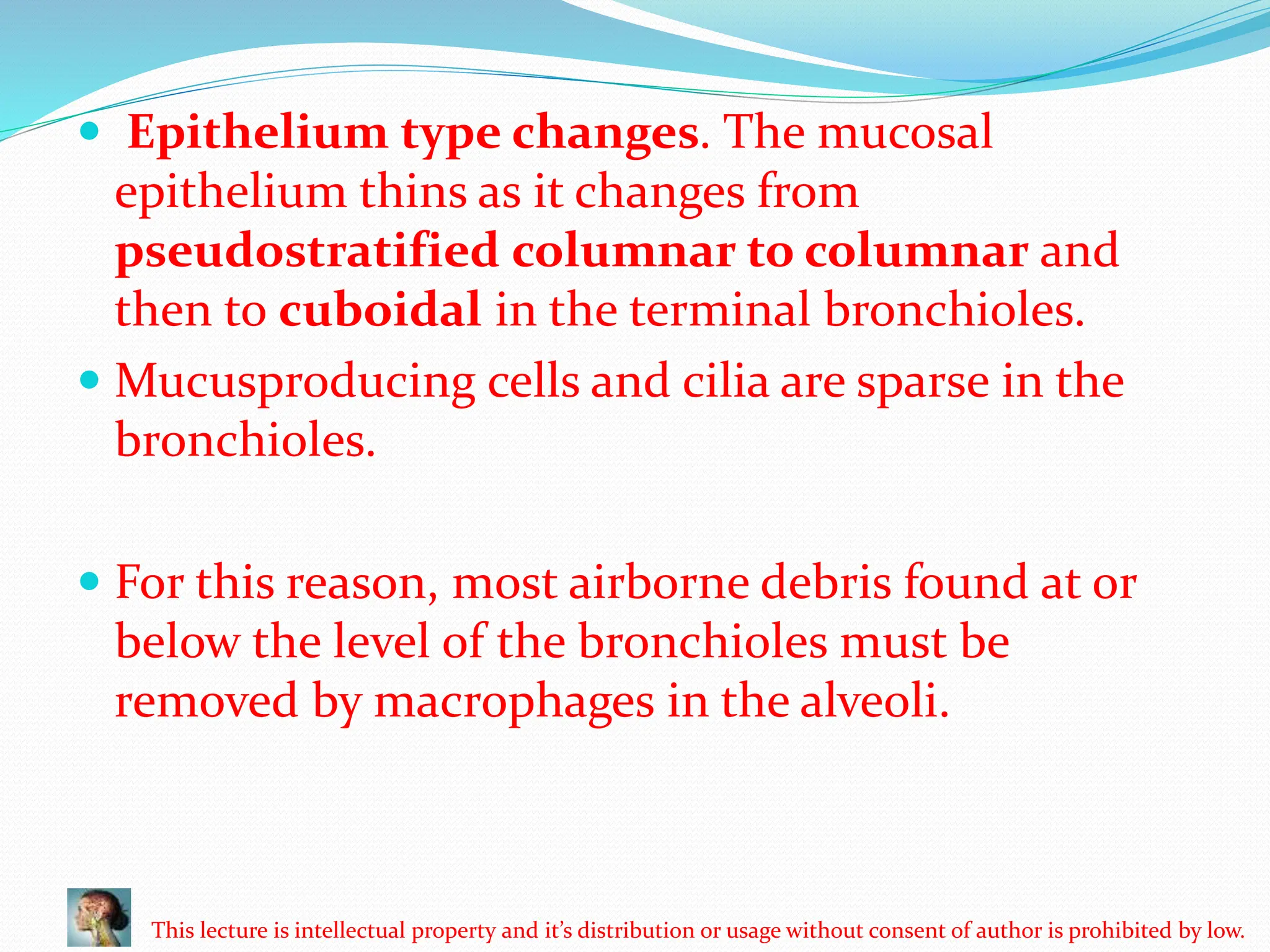 Anatomy of respiration system bronchioles | PPTX