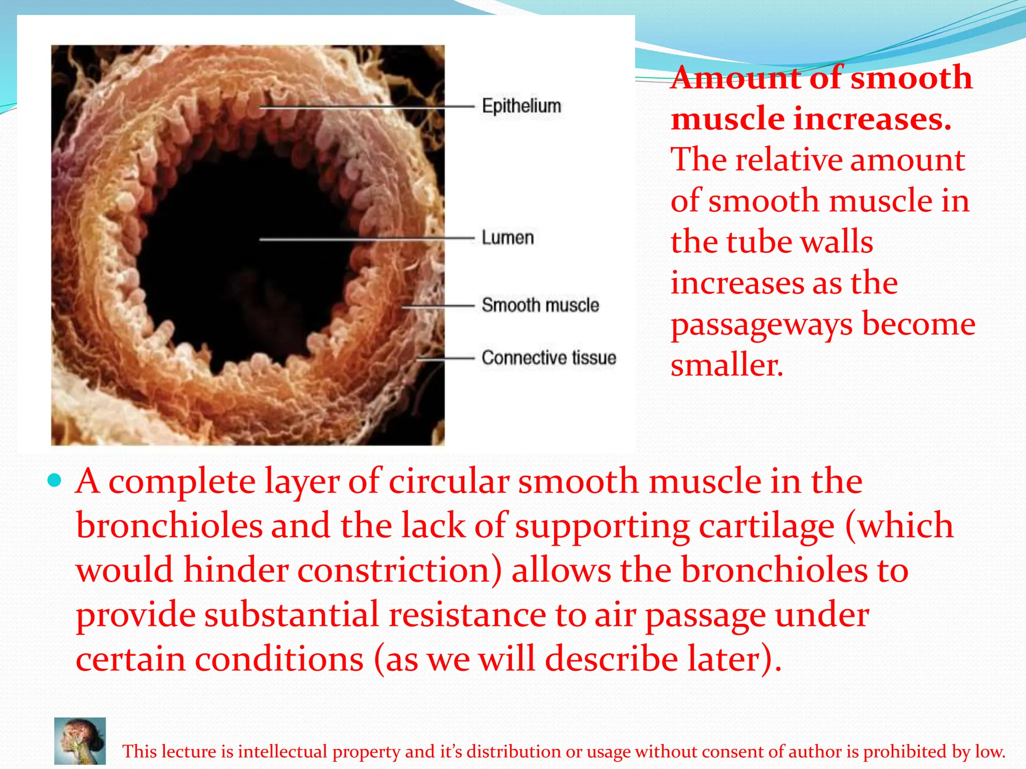 Anatomy of respiration system bronchioles | PPTX