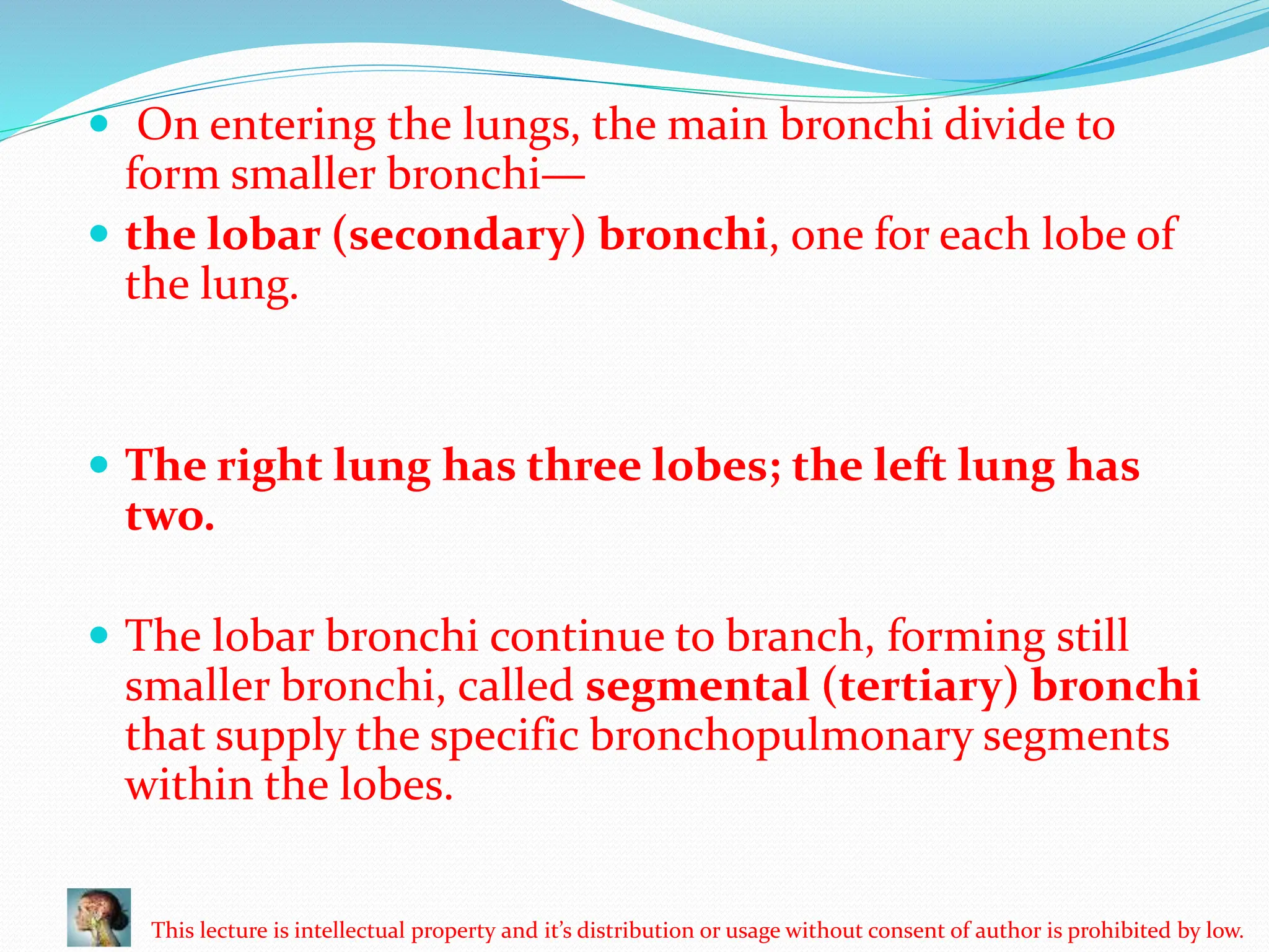 Anatomy of respiration system bronchioles | PPTX