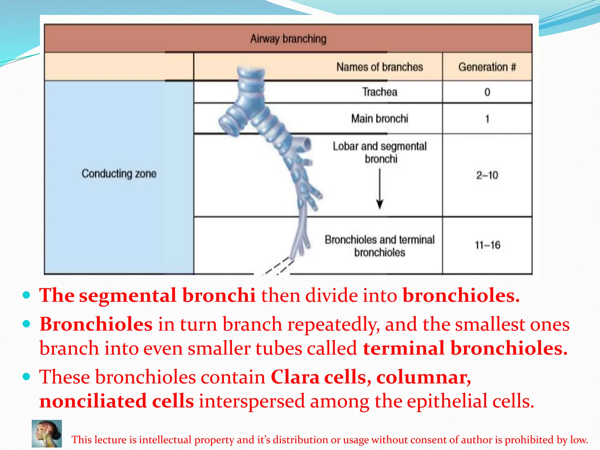 Anatomy of respiration system bronchioles | PPTX