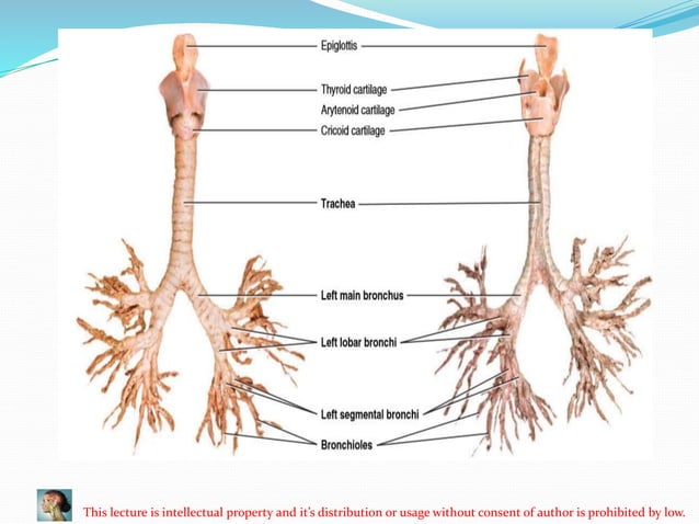 Anatomy of respiration system bronchioles | PPTX | Lung and Respiratory ...