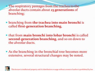 Anatomy of respiration system bronchioles | PPTX