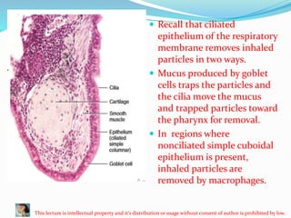 Anatomy of respiration system bronchioles | PPTX