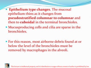 Anatomy of respiration system bronchioles | PPTX