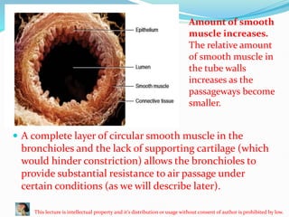 Anatomy of respiration system bronchioles | PPTX