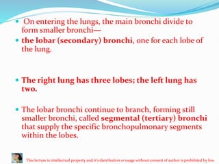 Anatomy of respiration system bronchioles | PPTX