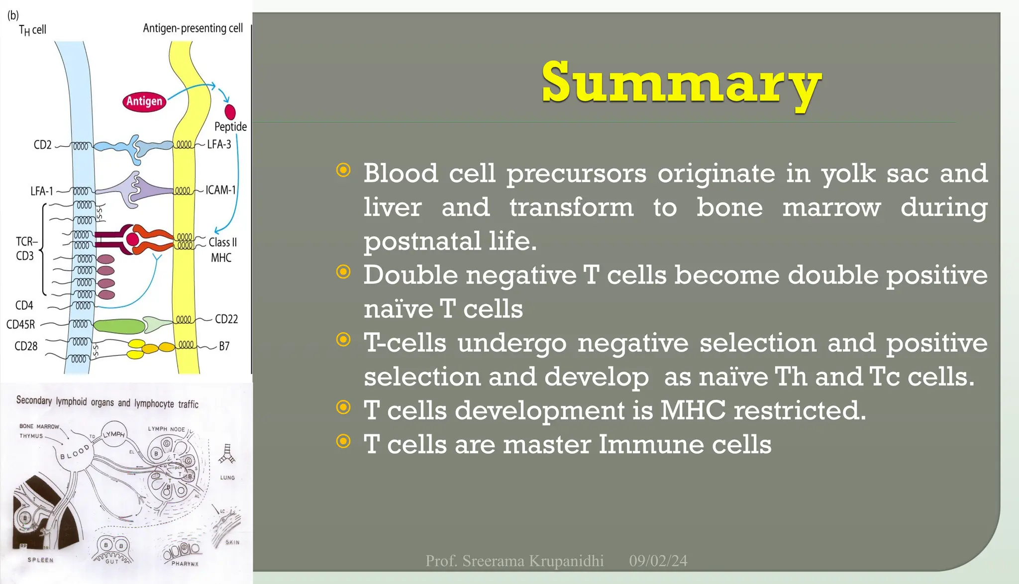 Lecture-13 T-Cell Development and Activation.ppt