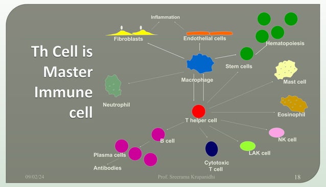 Lecture-13 T-Cell Development and Activation.ppt