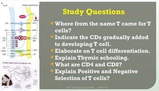 Lecture-13 T-Cell Development and Activation.ppt