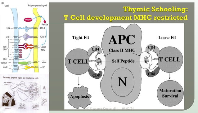Lecture-13 T-Cell Development and Activation.ppt