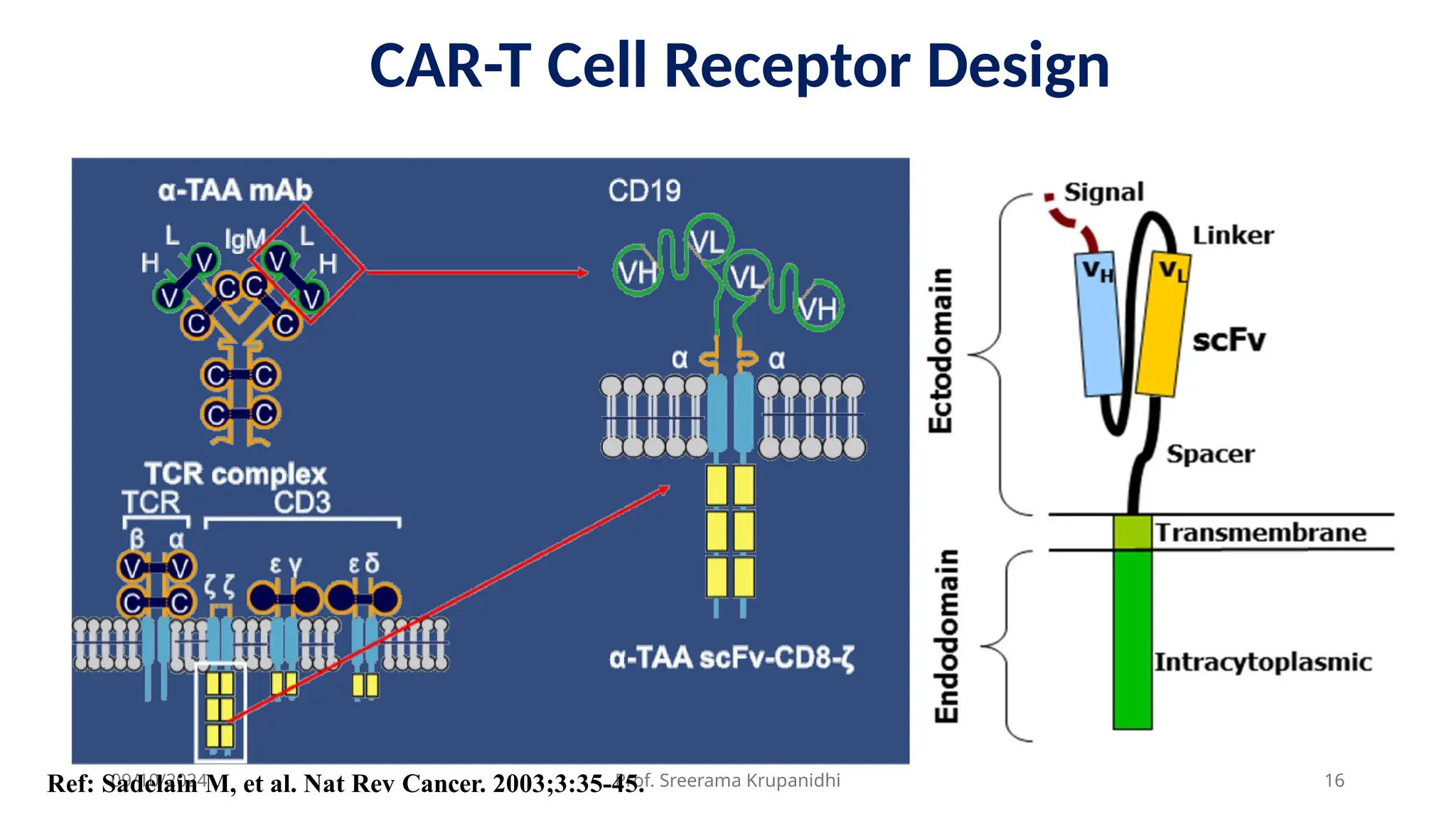 Lecture-14 CAR-T Cells for personalised immunotherapy.pptx