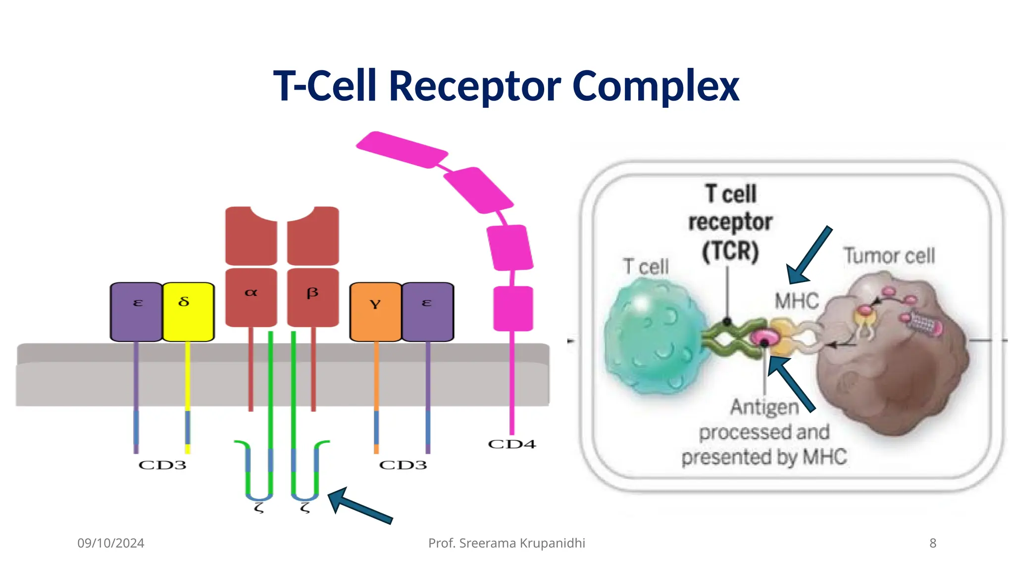 Lecture-14 CAR-T Cells for personalised immunotherapy.pptx
