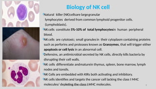 Lecture-16 Natural Killer Cell and its anti-cancerous attributes pptx ...