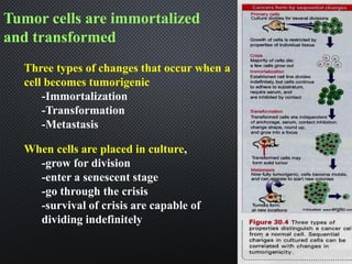 CANCER Basic Oncology and viral agents.pdf