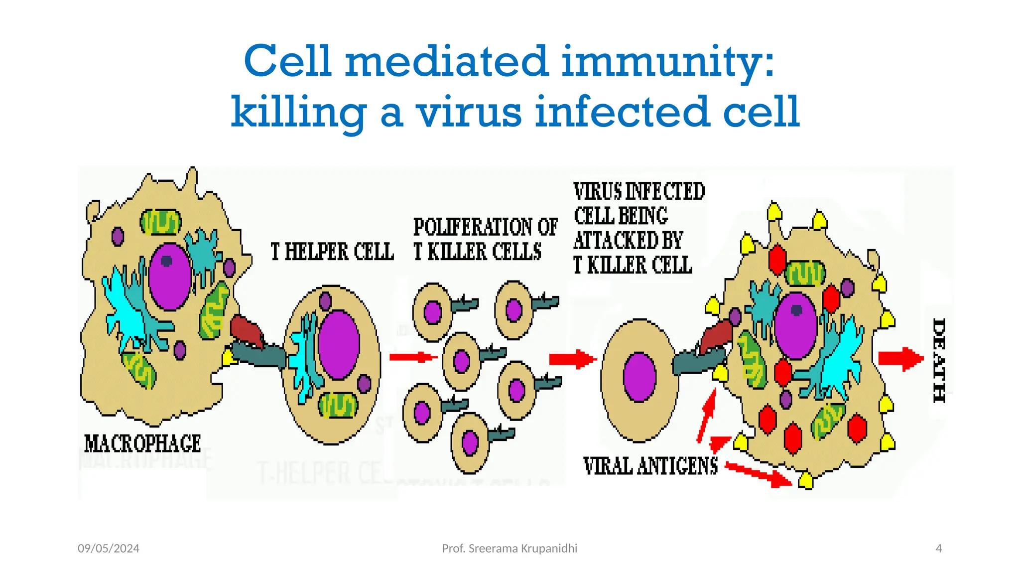 Lecture-17 humoral and cell mediated immunity.pptx