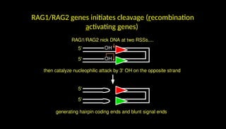 Lecture-18 Types of Immunoglobulins, their isotypes and generation of ...