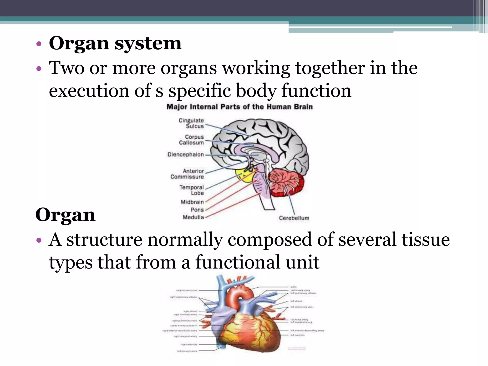 biology-levels of organization | PPTX | Biological Sciences | Science