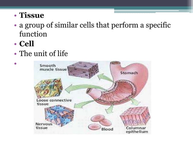 biology-levels of organization