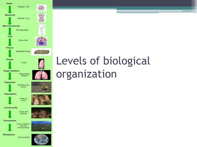 biology-levels of organization