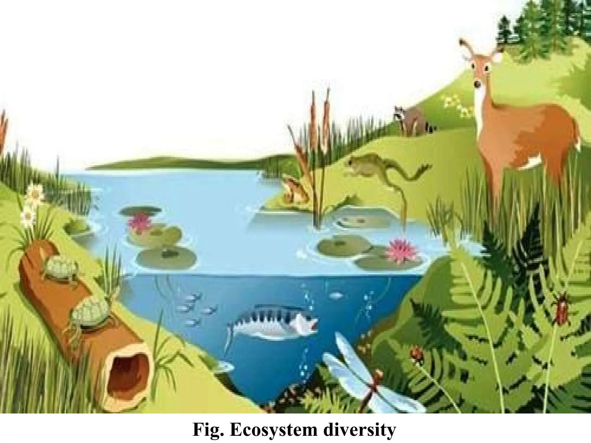 BAU concepts of biological diversity.ppt