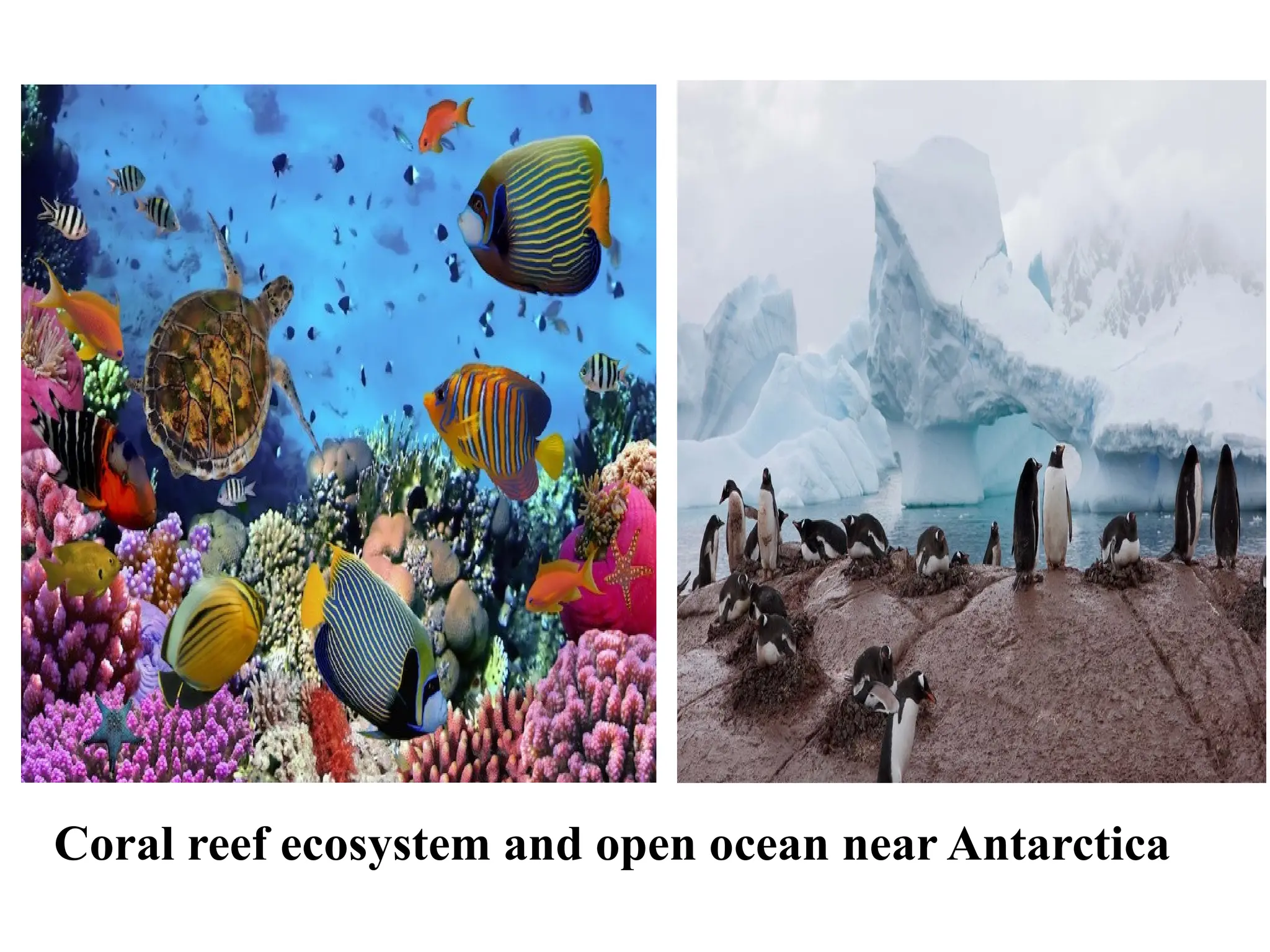 BAU concepts of biological diversity.ppt