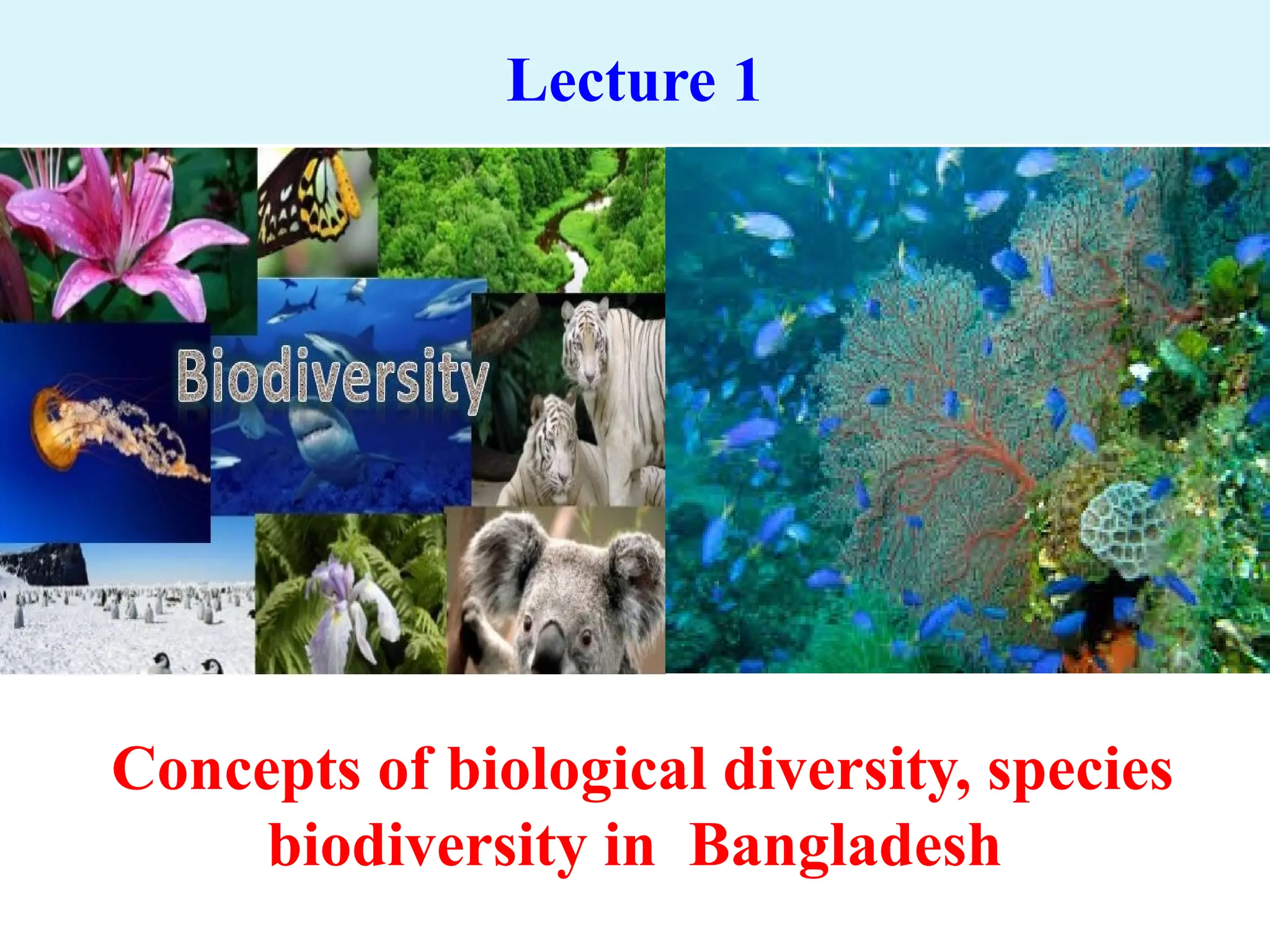 BAU concepts of biological diversity.ppt