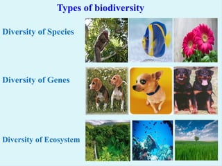 BAU concepts of biological diversity.ppt