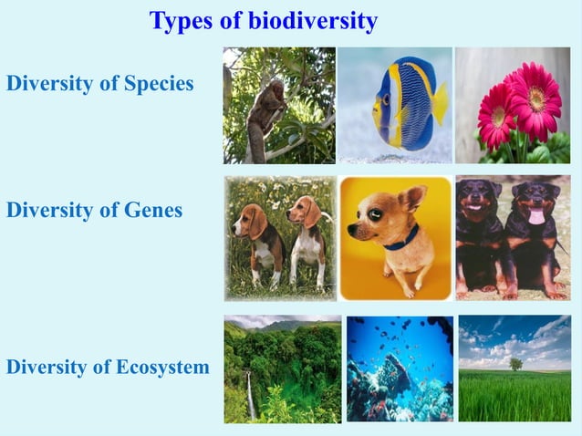 BAU concepts of biological diversity.ppt