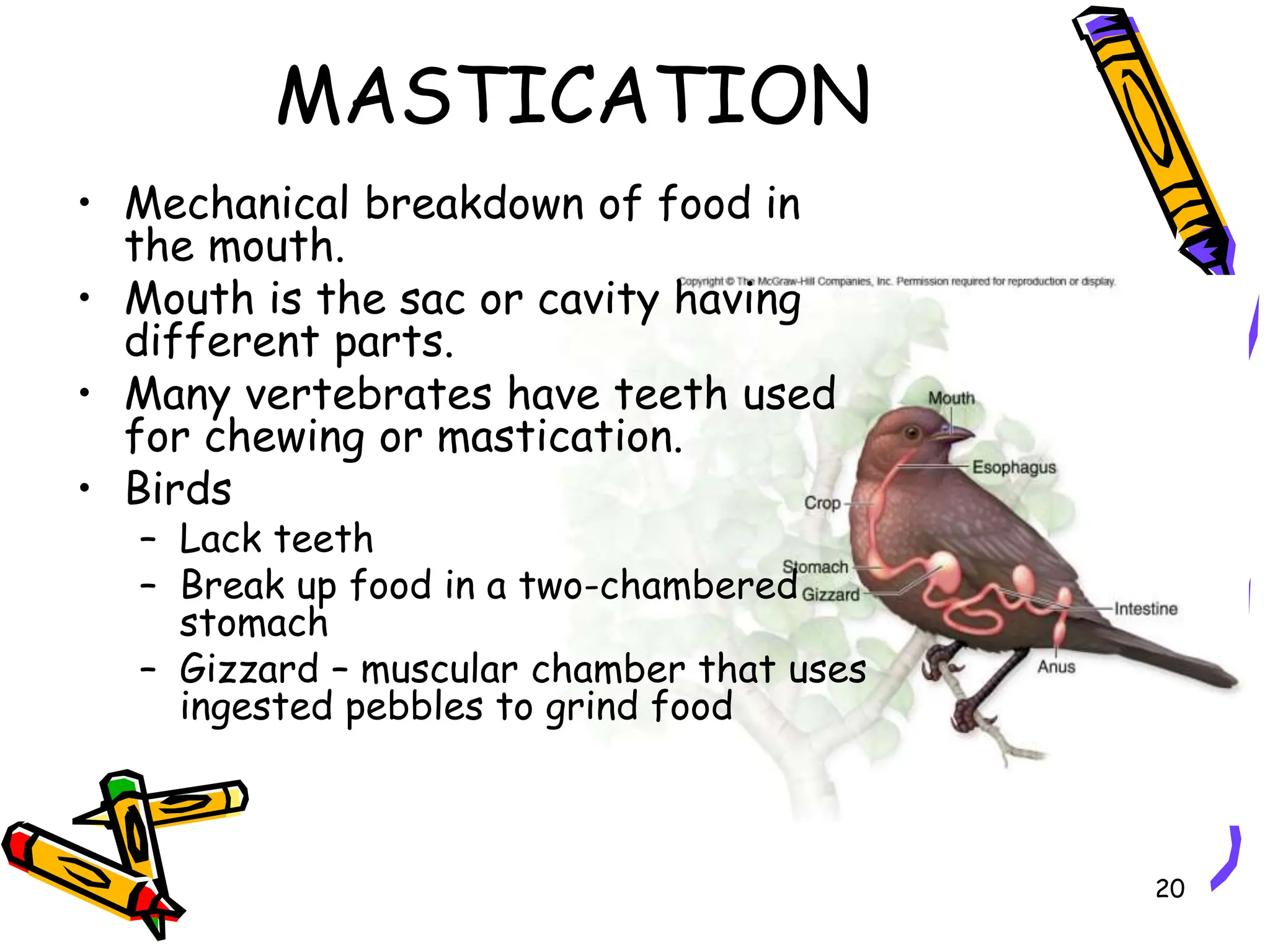 LECTURE-1 Digestion.ppt