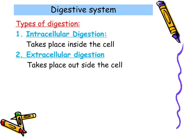 LECTURE-1 Digestion.ppt | Digestive Disorders | Diseases and Conditions