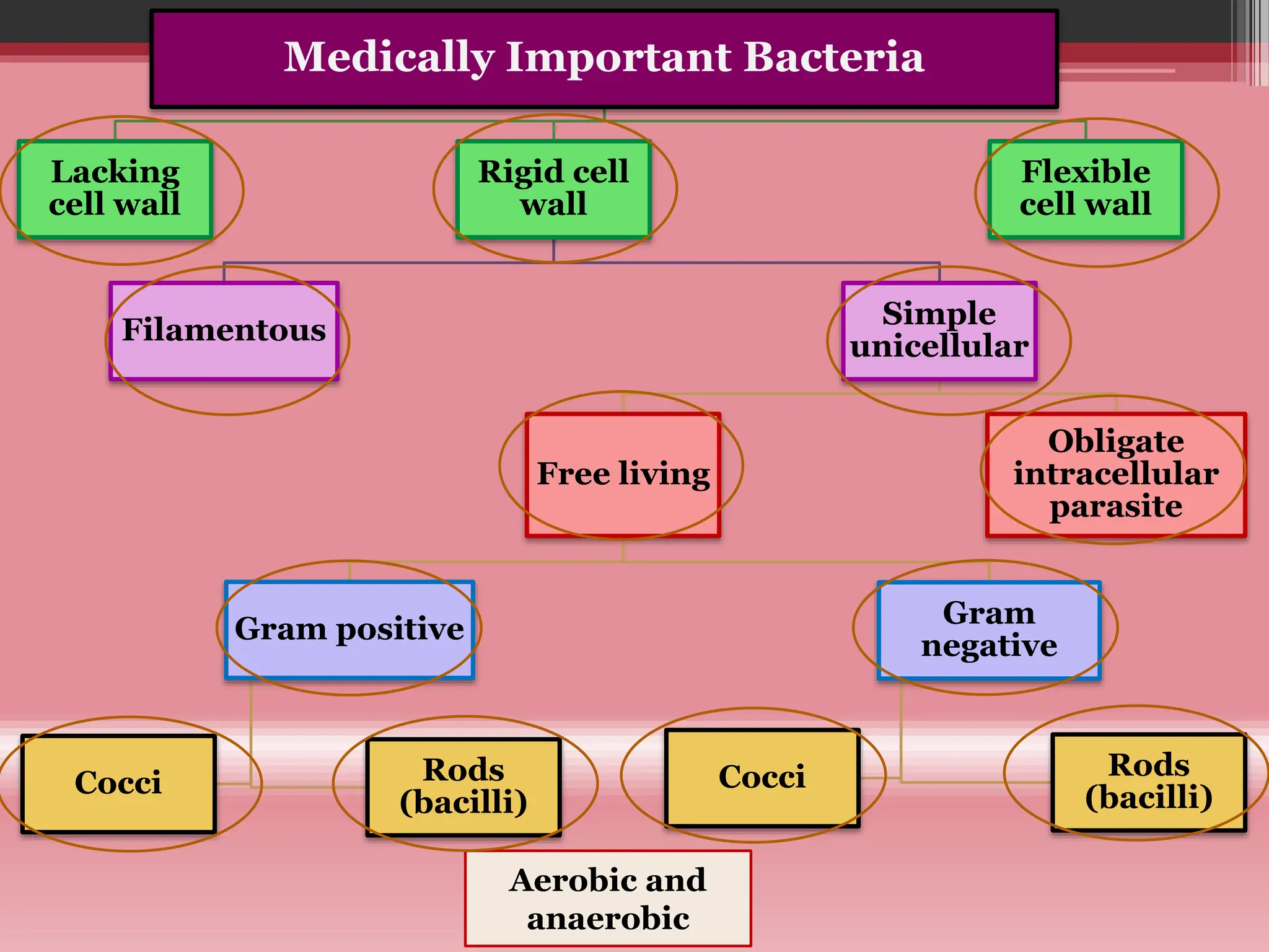 Lecture-1 Introduction to microbiology updated.pptx