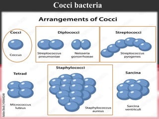Lecture-1 Introduction to microbiology updated.pptx