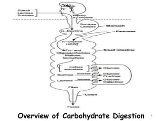 Lecture-1 on CHO Metabolism.pdf