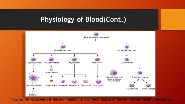 Lecture 1(physiology of blood)