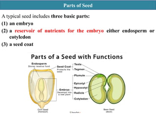 Tree seed technology and improvement.ppt