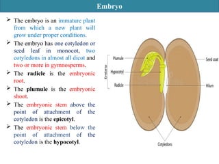 Tree seed technology and improvement.ppt