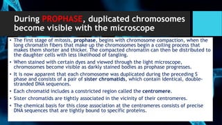 Lecture2-Chromosomes-Mitosis-and-Meiosis | PDF