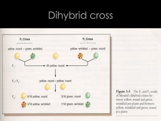 Mendel\ S Law | PPT
