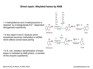 Lecture.4, part.2 DNA Repair | PPTX