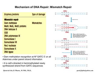 Lecture.4, part.2 DNA Repair | PPTX